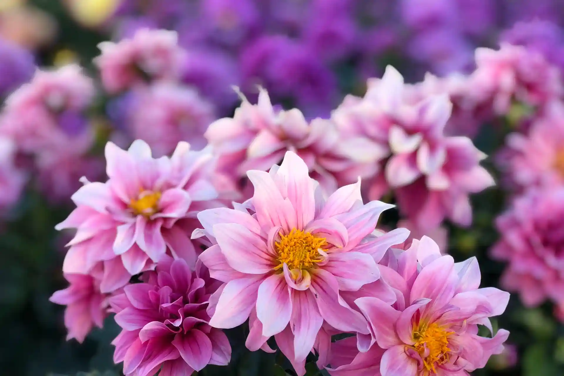 60+ Quotes about Blooming like a Flower to Inspire you - Tickled Think